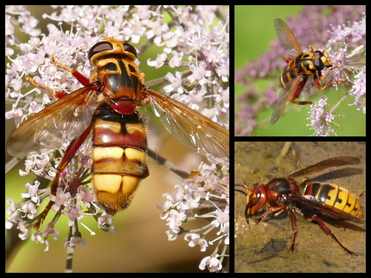 Fly Facts – Milesia crabroniformis (Fabricius, 1775) – Searching for ...